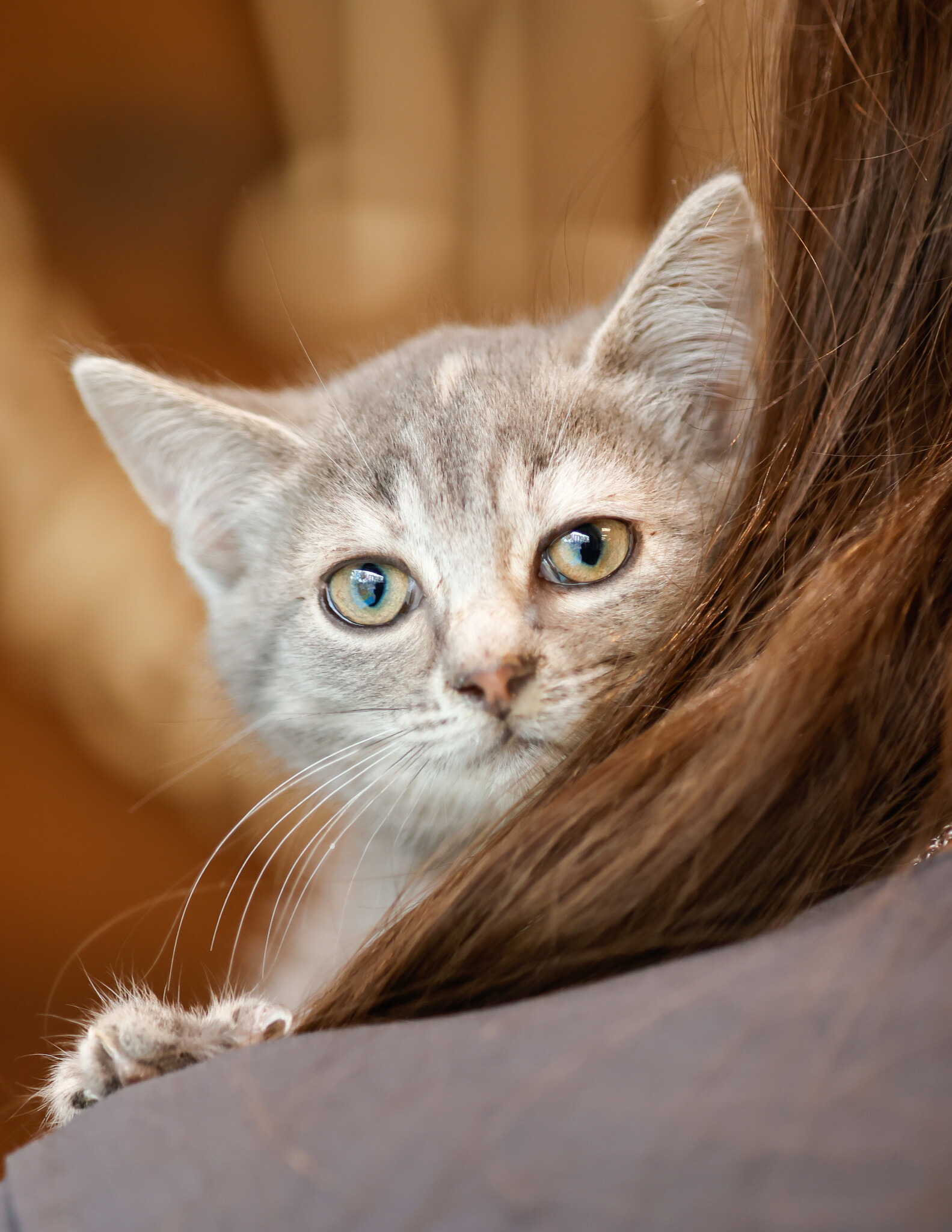 IRIS - Domaine Animal