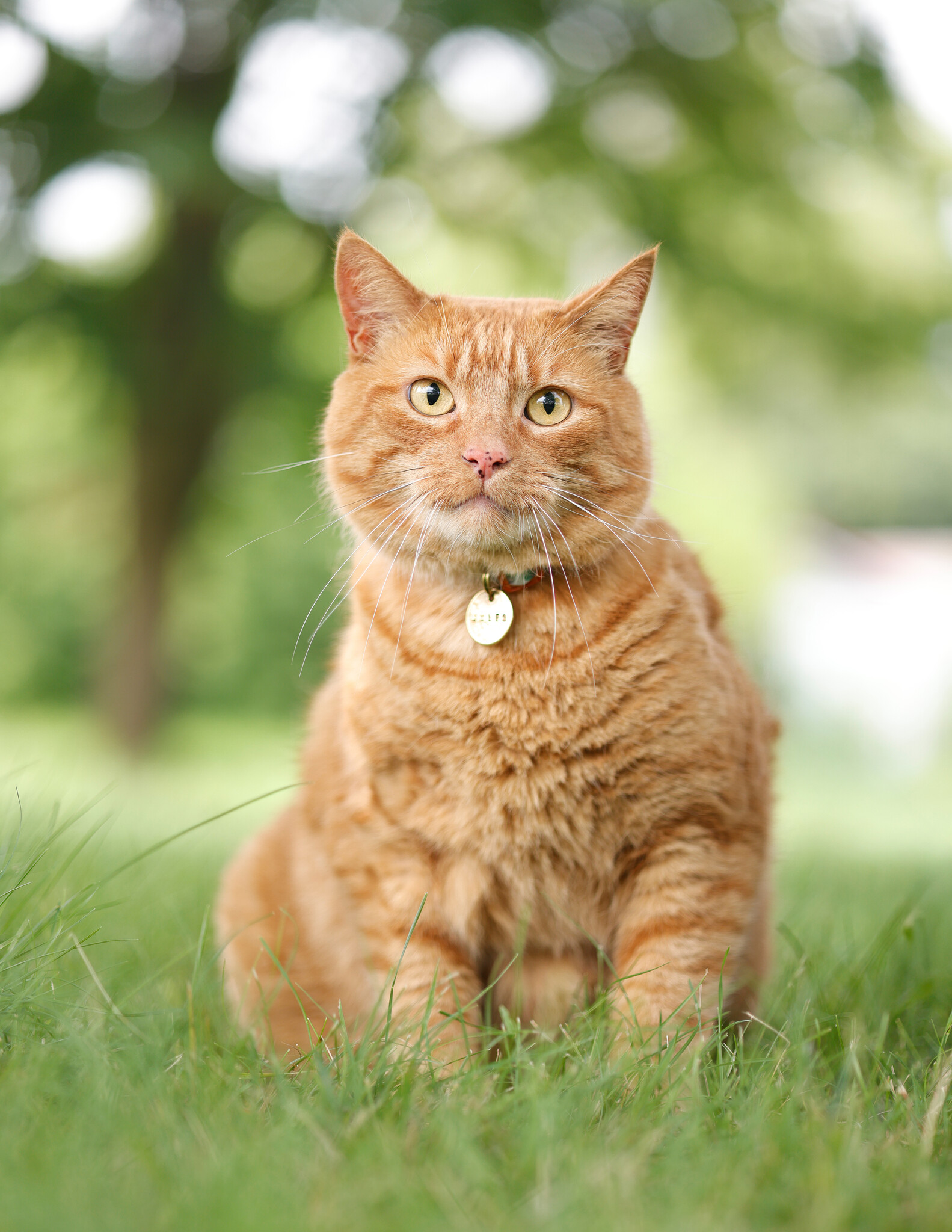 JULES - Domaine Animal