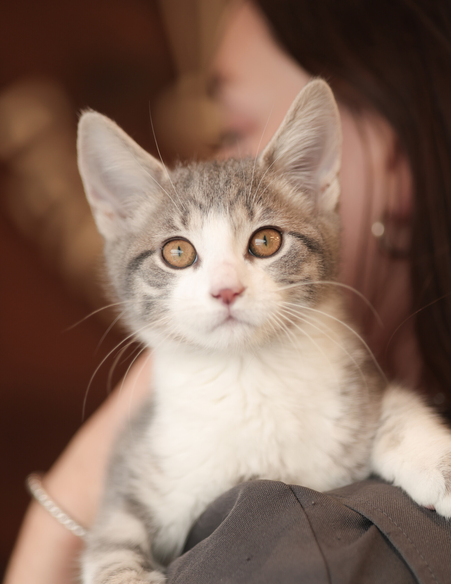 BILBO - Domaine Animal