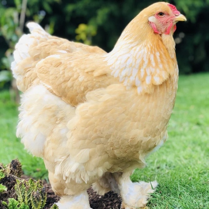 Hue Loco Backyard Chickens - For Yarn's Sake