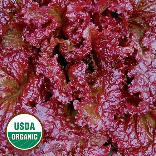 Seed Savers Lettuce - Red Velvet (organic) - Brew & Grow Hydroponics ...