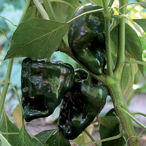 Pepper - Ancho Gigantea - Brew & Grow Hydroponics and Homebrewing ...