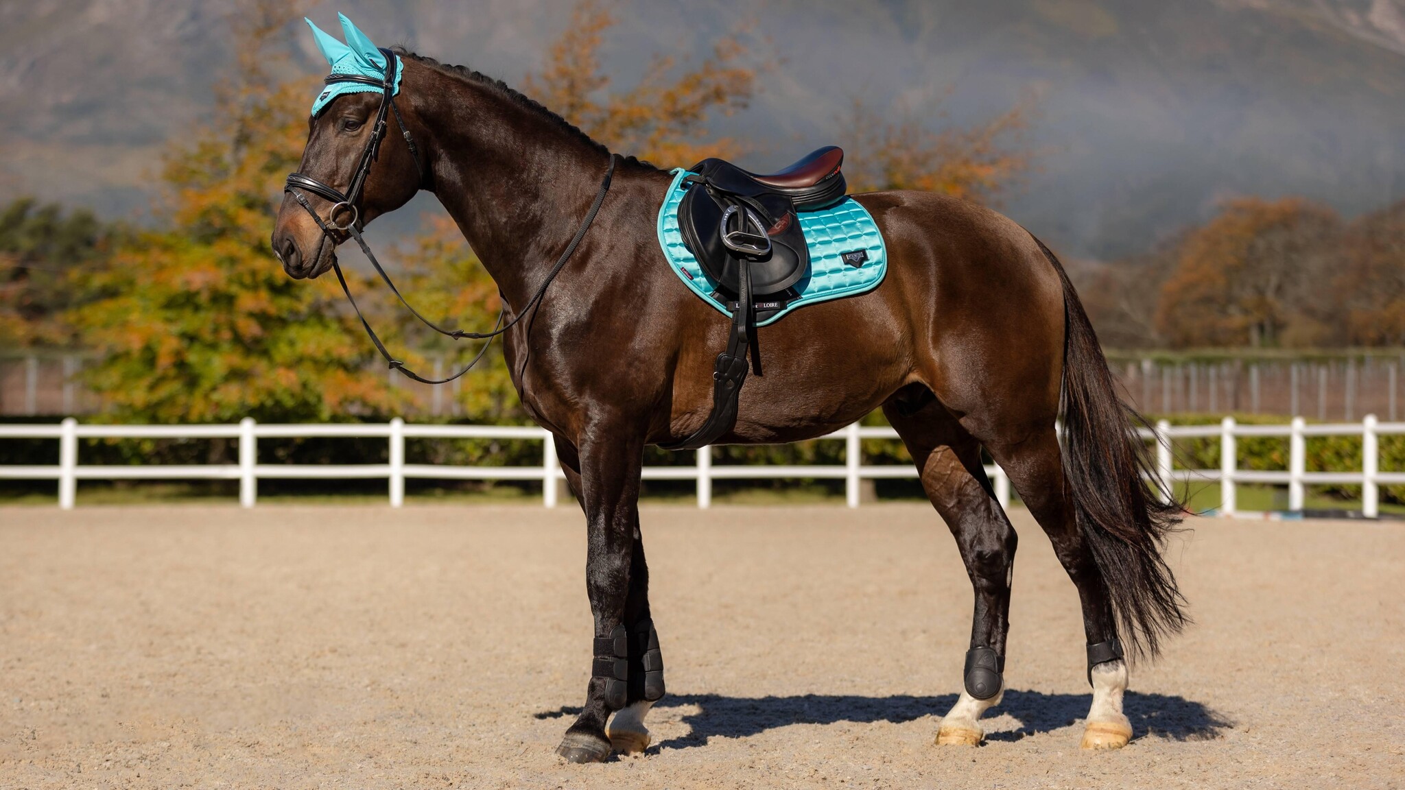 LeMieux Loire Pad & Bonnet Bundle - Happy Horse Tack Shop