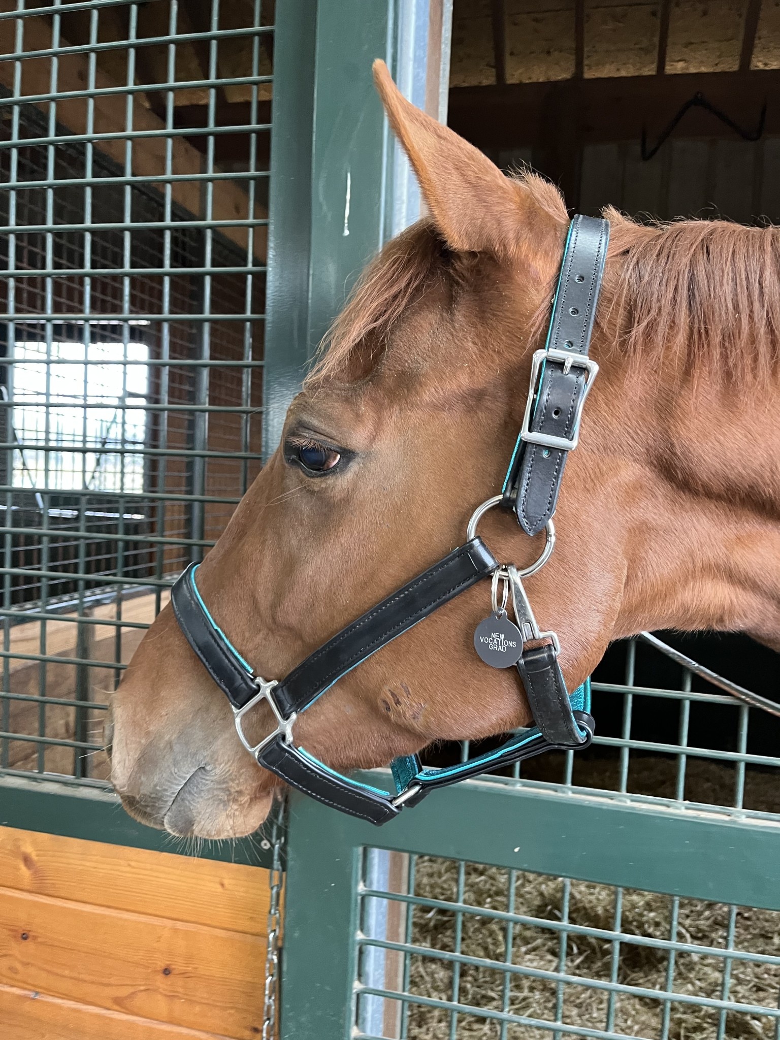 New Vocations Graduate Halter - New Vocations Racehorse Adoption Program