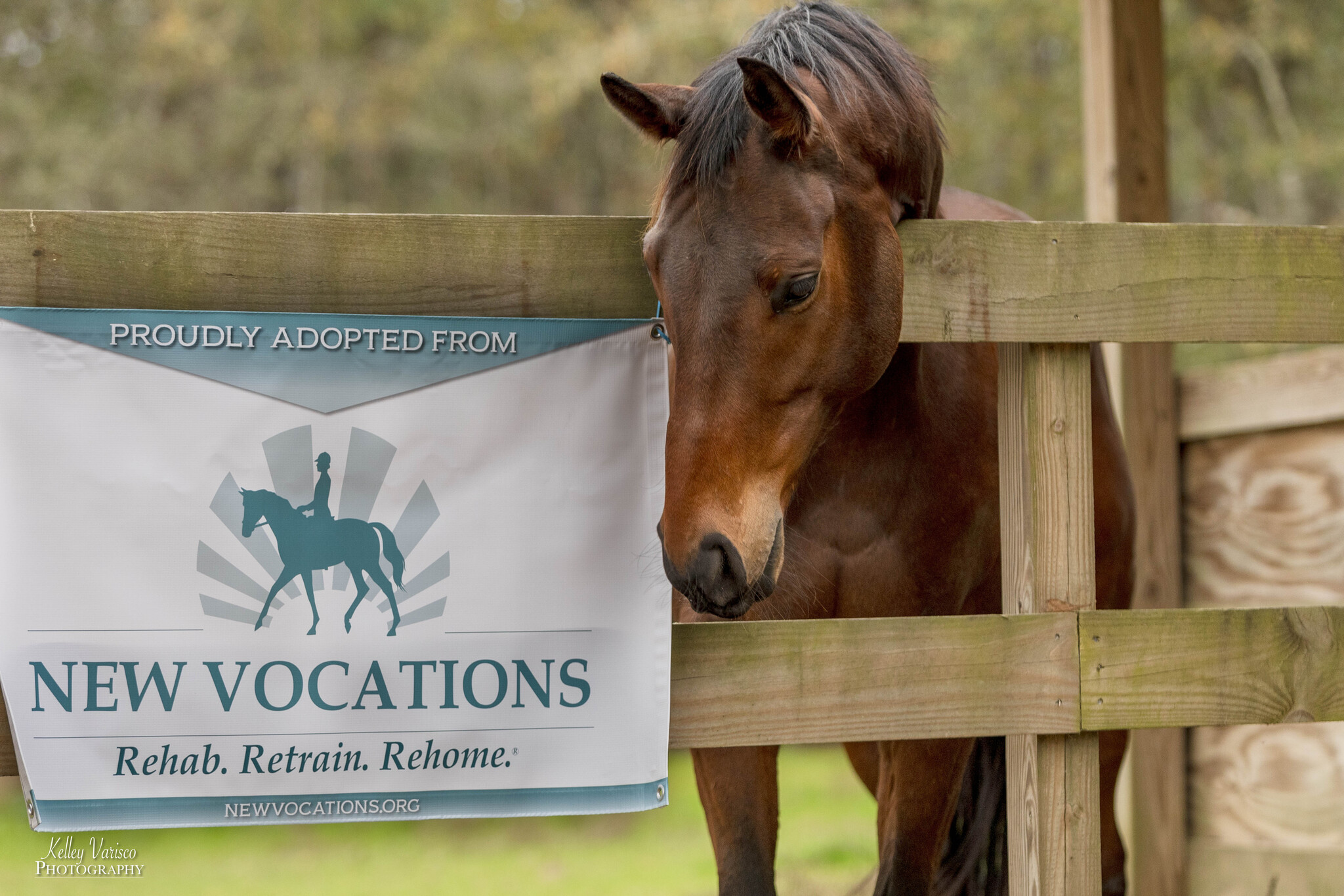 Adopted from NV Banner - New Vocations Racehorse Adoption Program