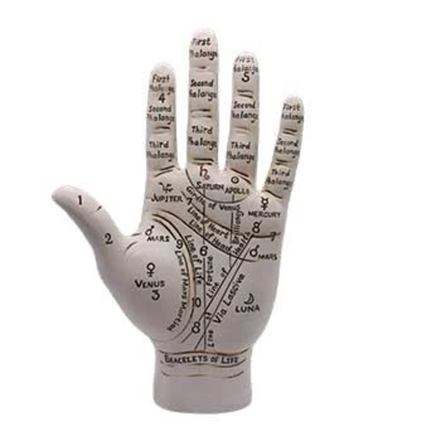 Palmistry Hand Nine and a Half Inches - Pentagram