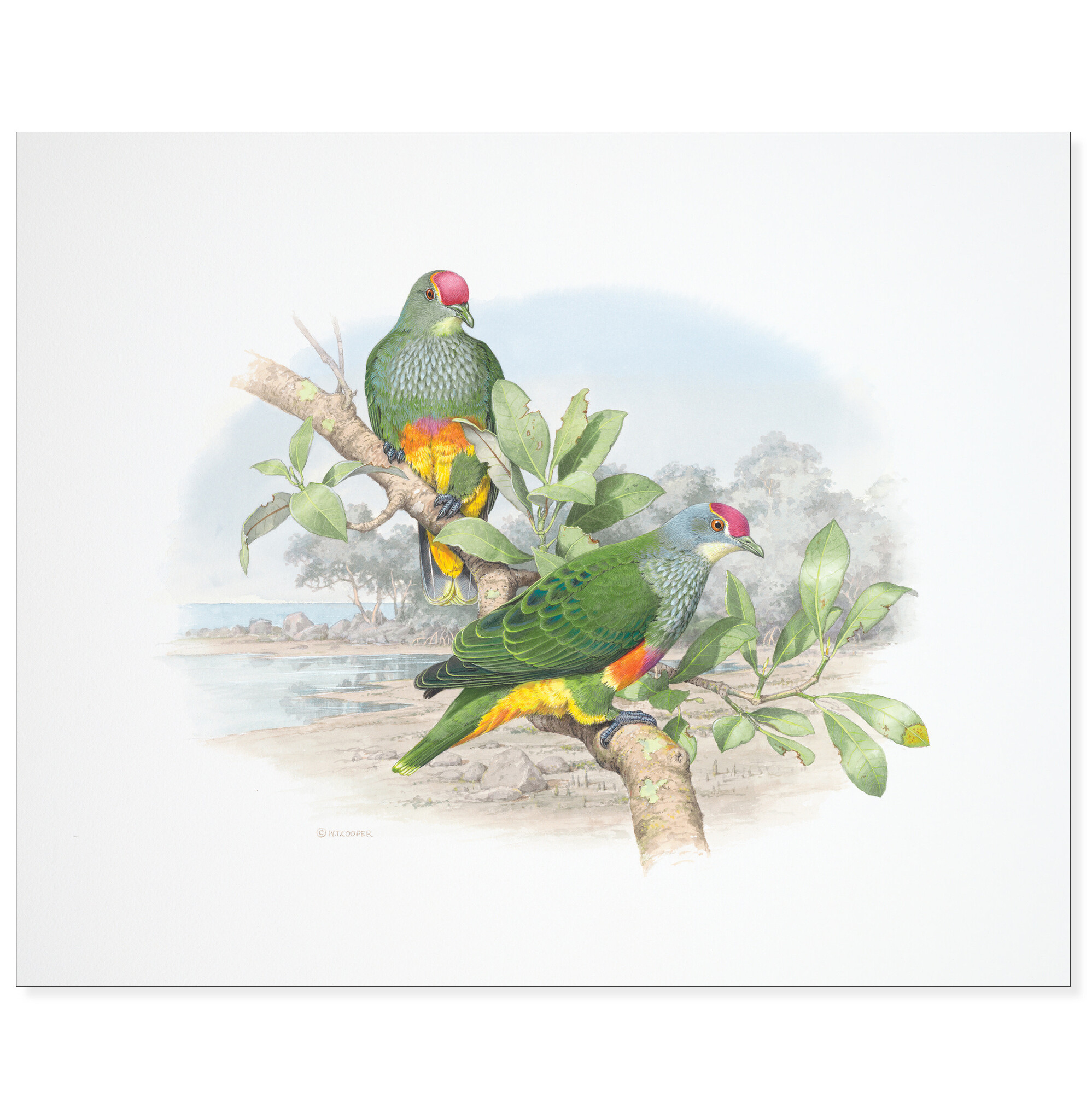 William T Cooper, Rose-crowned Fruit Dove | Limited Edition Print ...