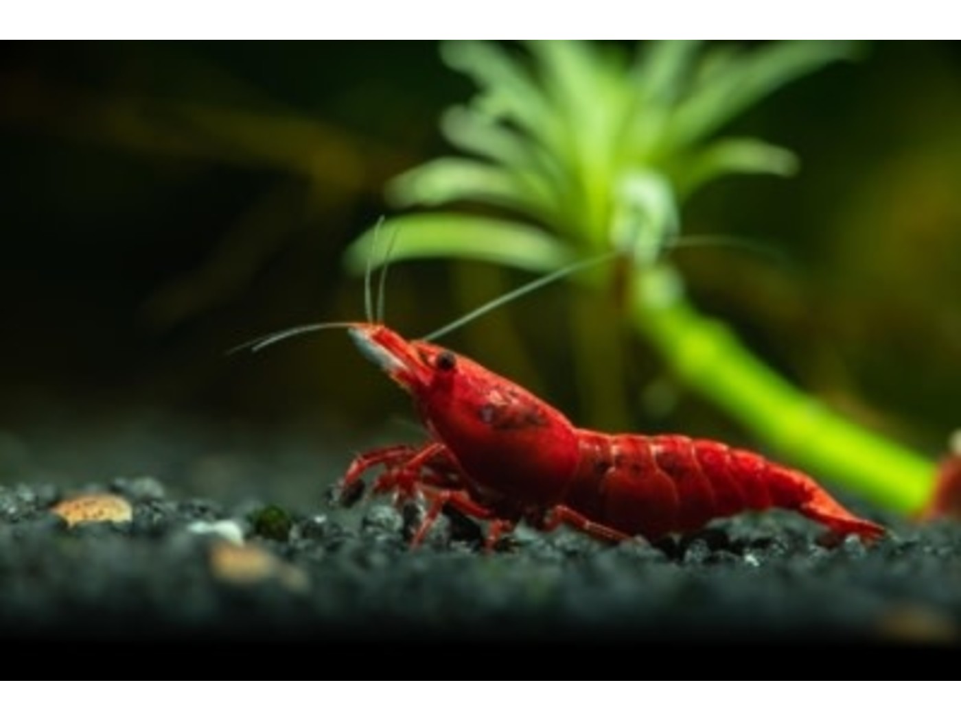 Orlando's Largest Aquarium Store Selection - Somethingfishy Tropicals