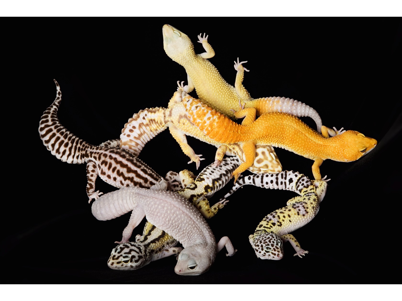 Orlando's Largest Aquarium Store Selection - Somethingfishy Tropicals