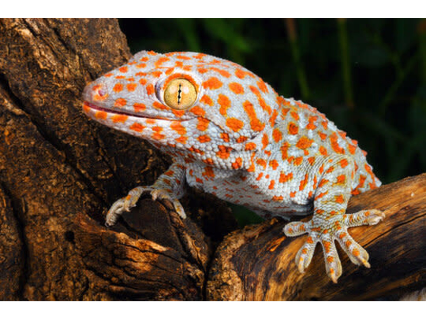 Orlando's Largest Aquarium Store Selection - Somethingfishy Tropicals