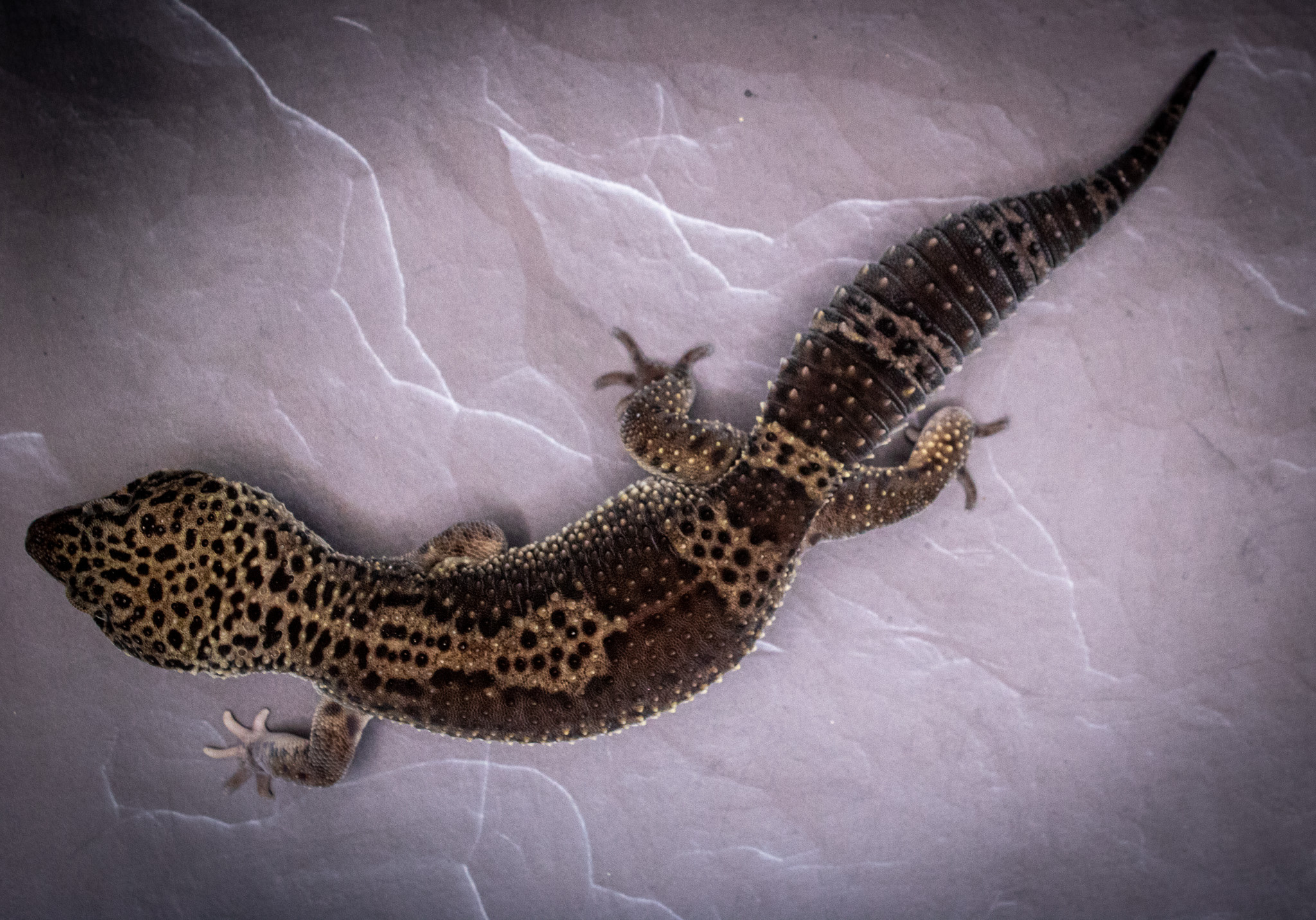 Black Pearl Leopard Gecko