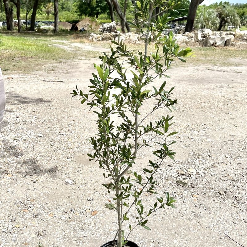 ROBBINS NURSERY - ROBBINS NURSERY