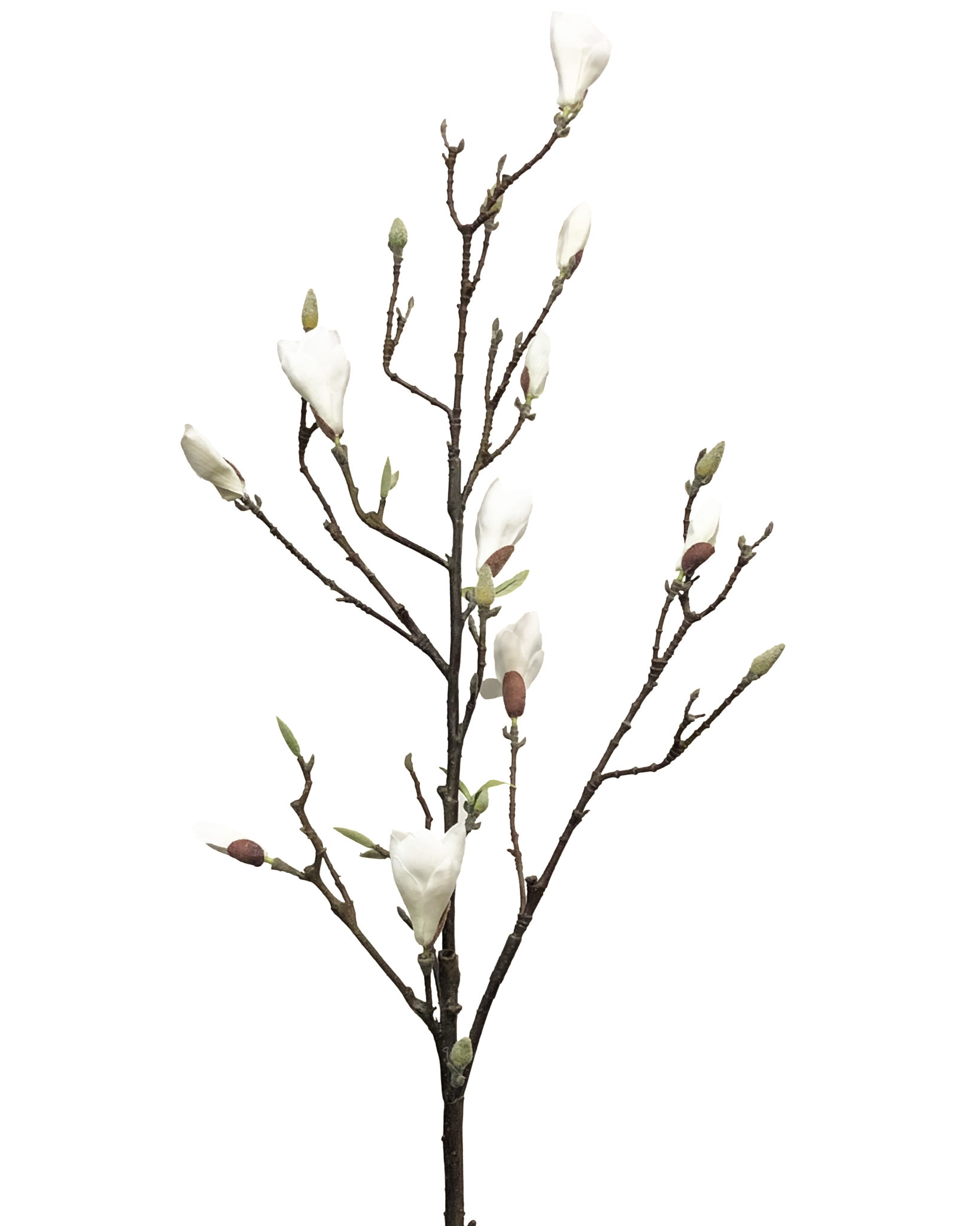 CSM021-CR: 52" MAGNOLIA STEM CREAM - CFD Flower