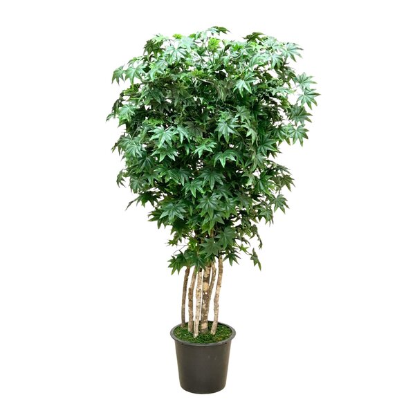 Maple Tree - CFD Flower