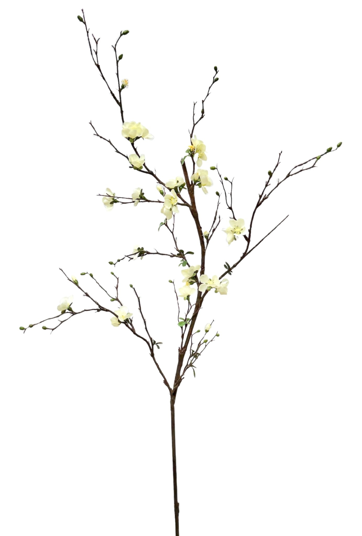 CSB050-CR: 57" QUINCE BLOSSOM BRANCH CREAM - CFD Flower