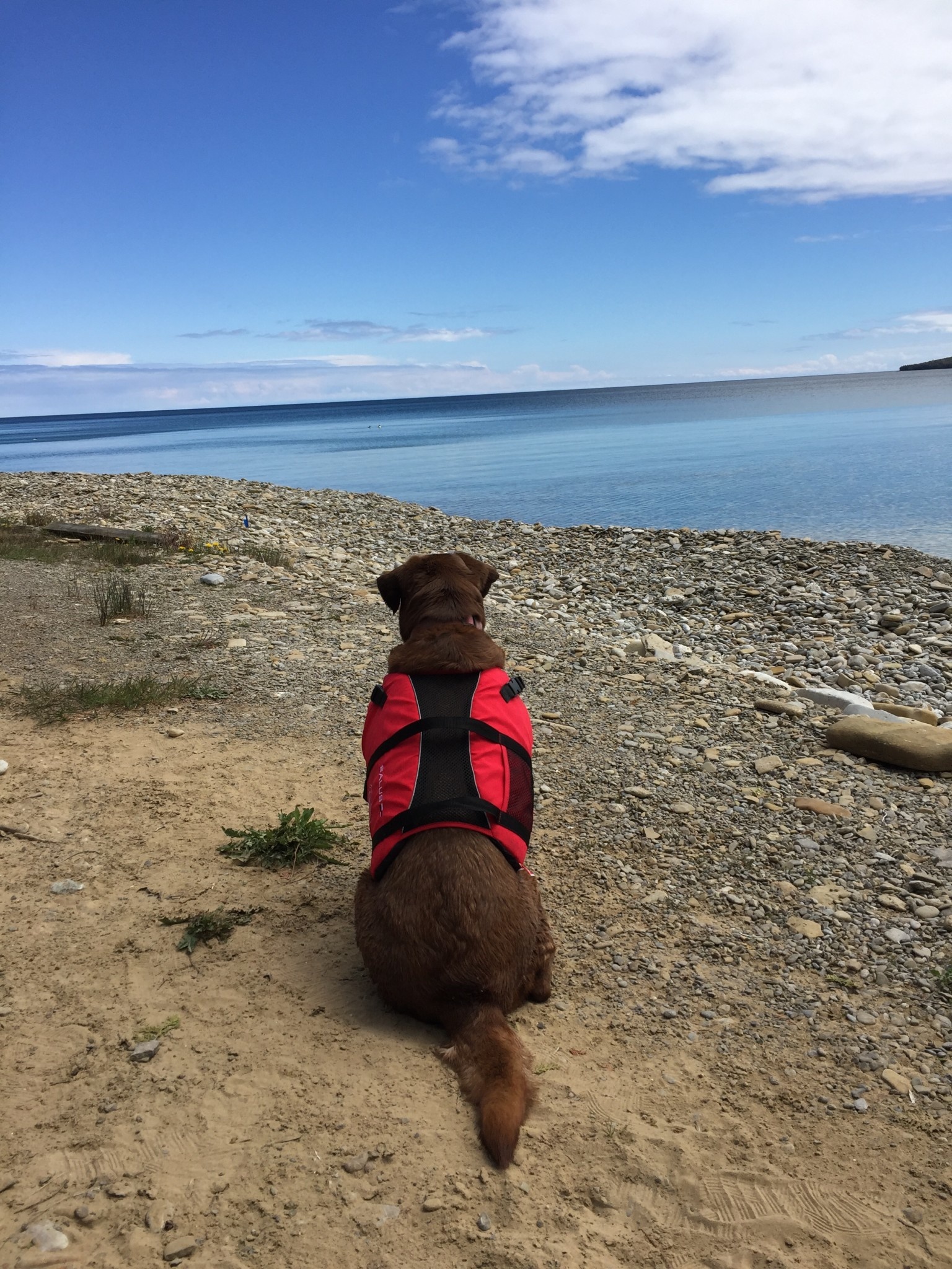Salus Skippy Dog Vest - Fogh Boat Supplies