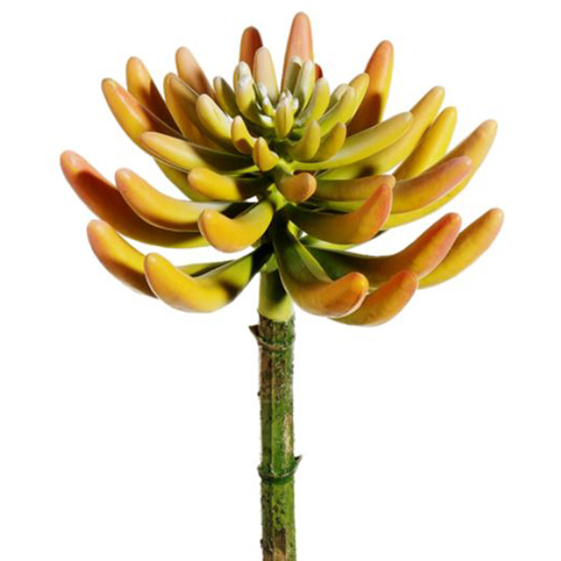 AEONIUM FLOWER YELLOW 10" - Portside Interiors