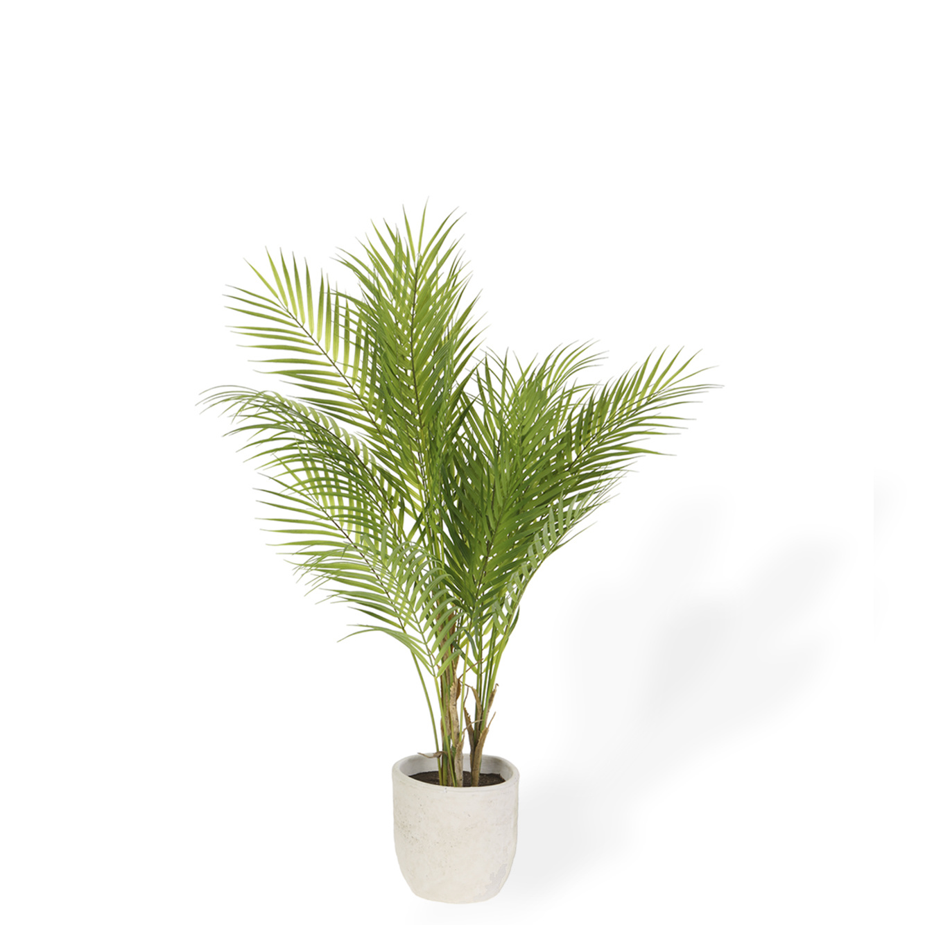 ARECA PALM IN CEMENT POT 42" - Portside Interiors