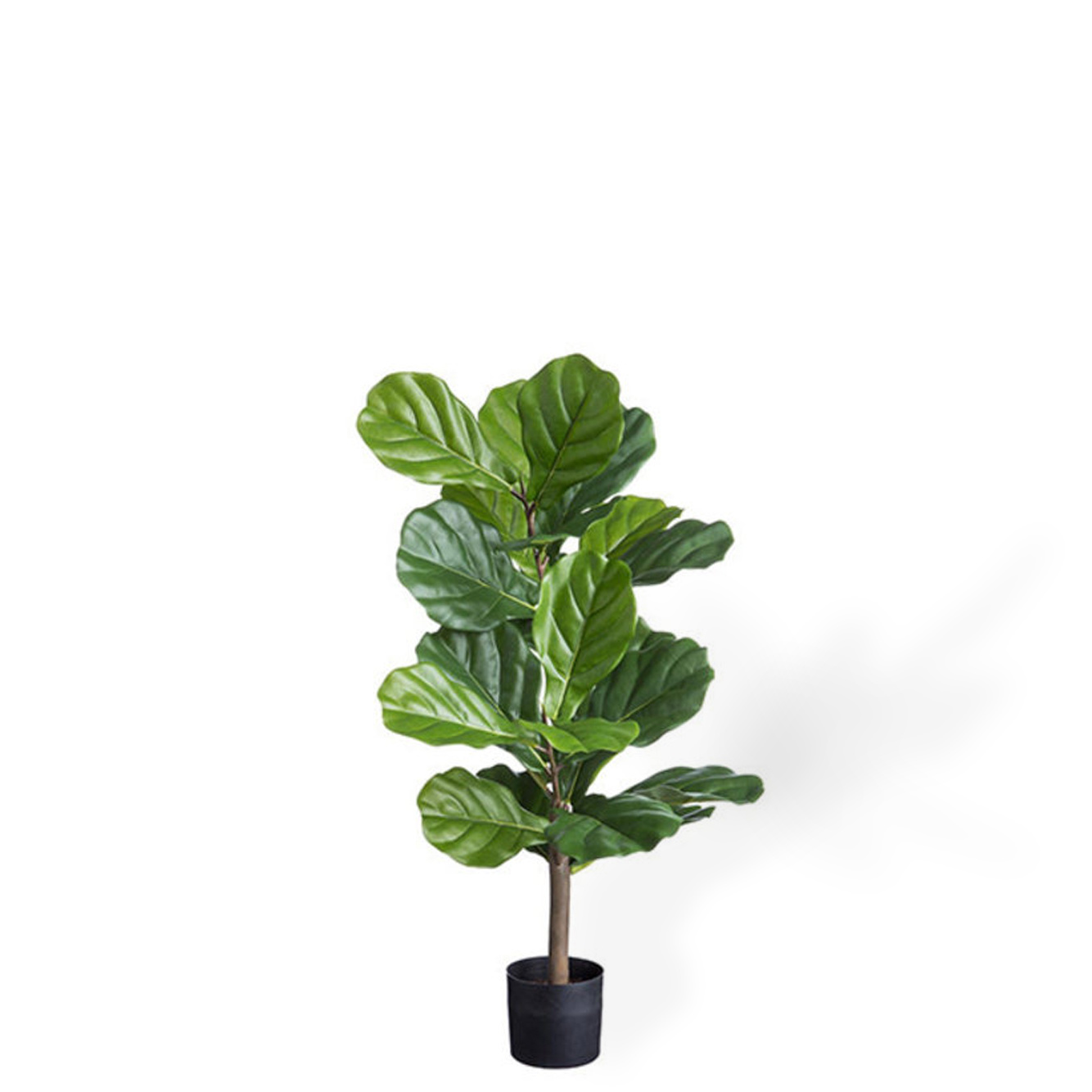 FIDDLE HEAD PLANT 30" - Portside Interiors