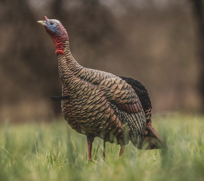 AVIAN-X HDR JACK TURKEY DECOY - Lefebvre's