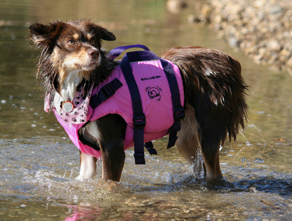 SALUS SKIPPY DOG/PET PFD VEST - Lefebvre's