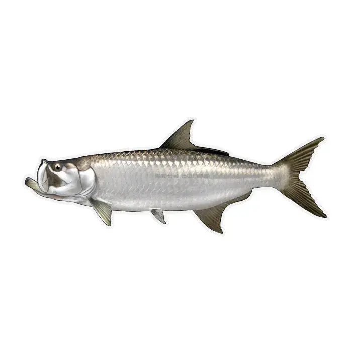 Tarpon Profile Fish Decal Sticker, 4.5″ x 15.75″ | Estero Outfitters ...