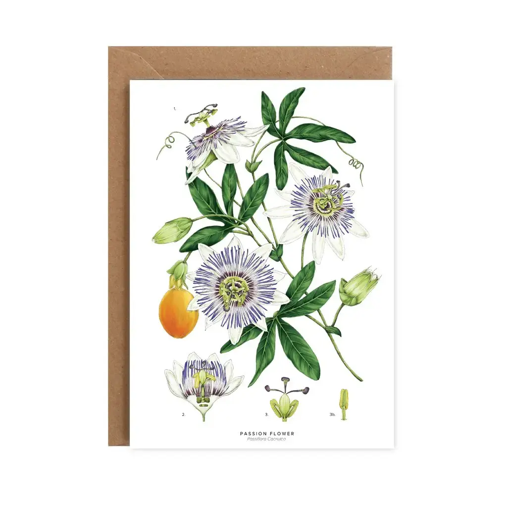 Catherine Lewis Design Passion Flower Card - Hansell and Halkett