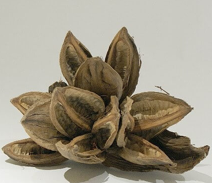 12" Natural Star Pod - Centro Garden