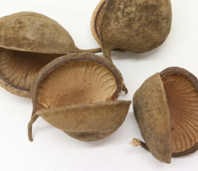 Dried Buddha Nut Pod - Centro Garden