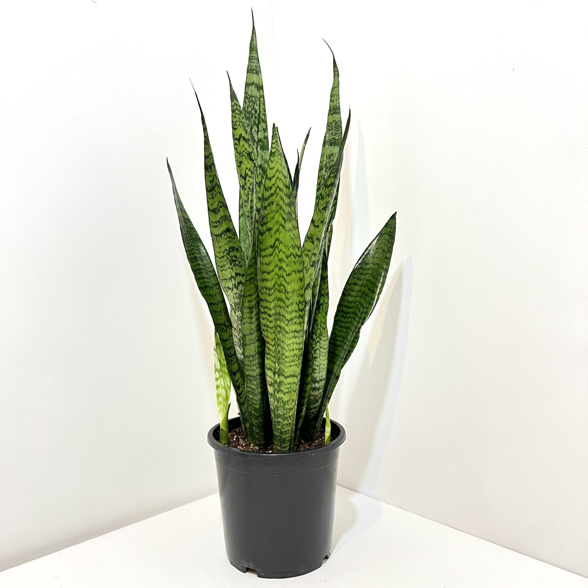 6" Sansevieria Zeylanica - Centro Garden