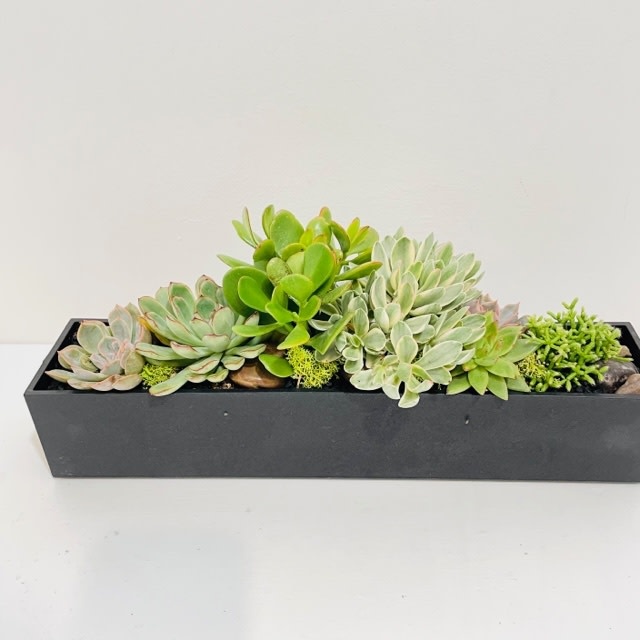 12" Succulent Arrangement in Black Trough - Centro Garden
