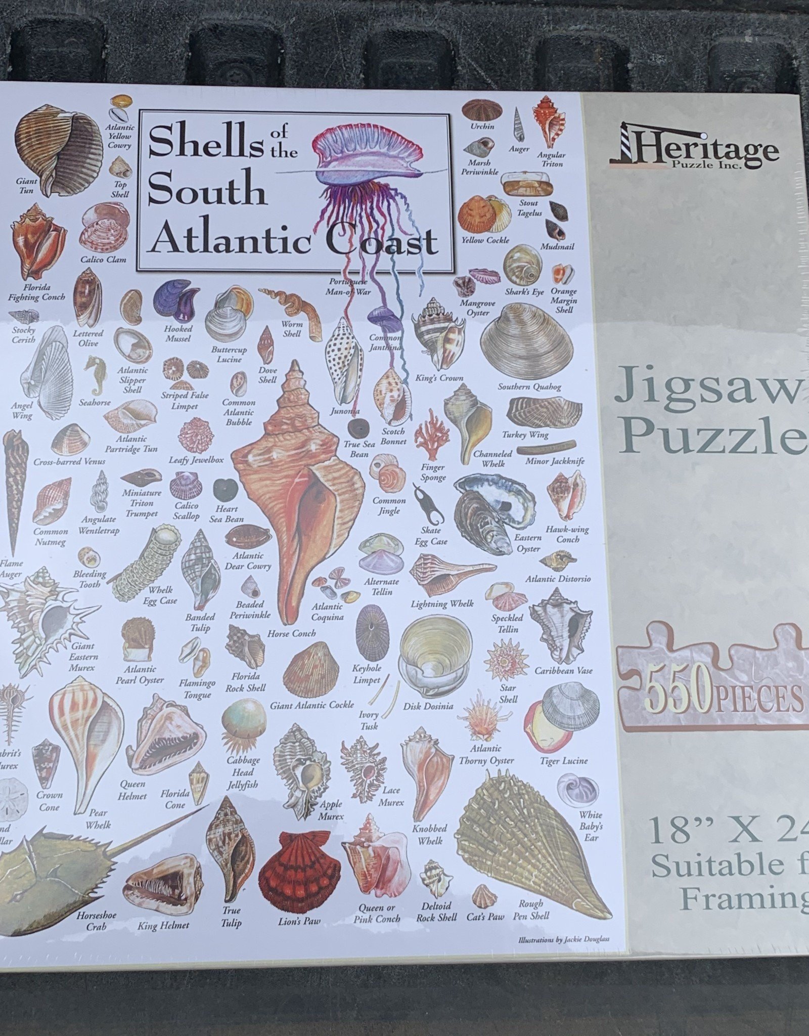 Seashell Identification For Kids