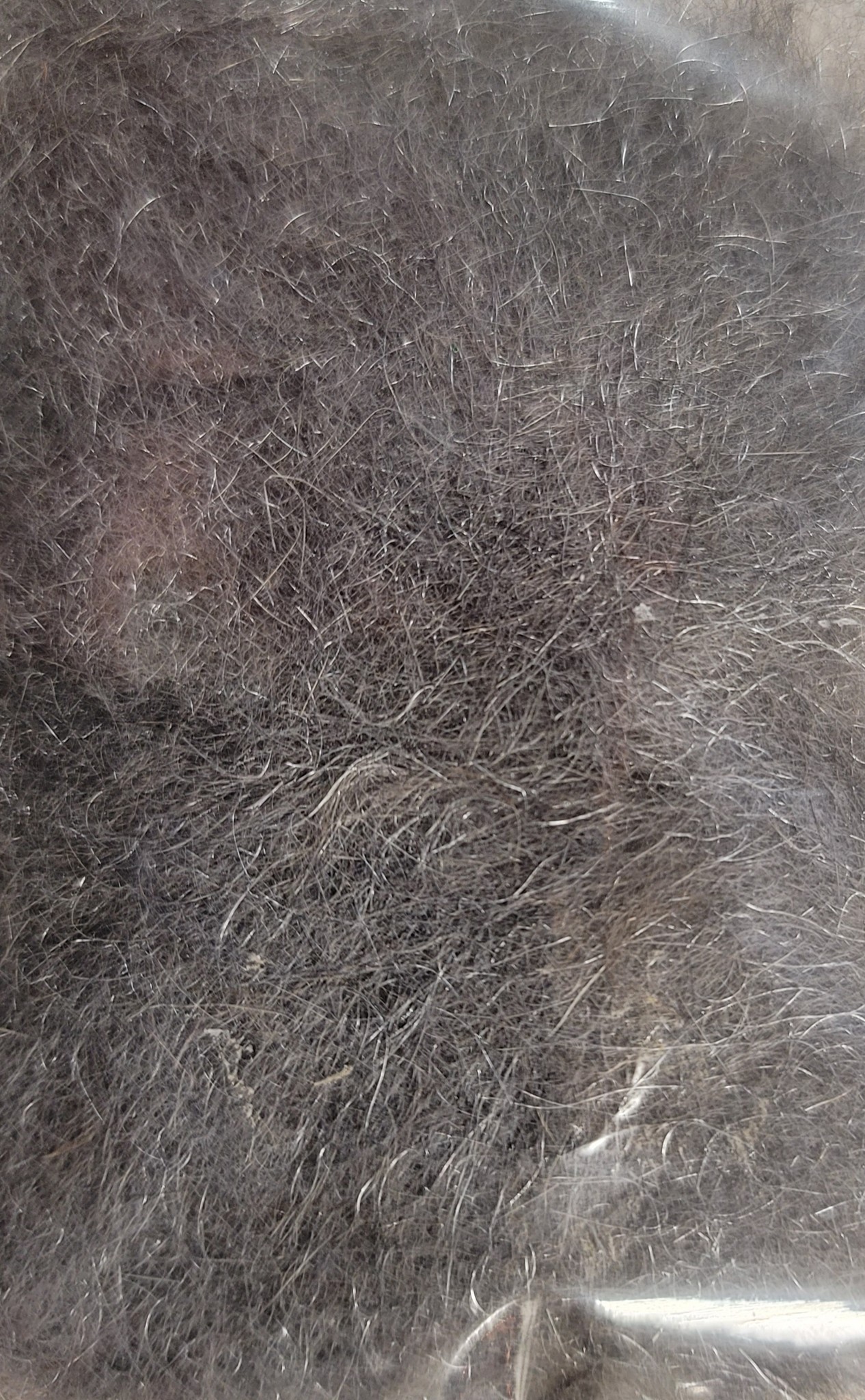 LIFE CYCLE DUBBING NYMPH MUSKRAT - All Seasons Sports