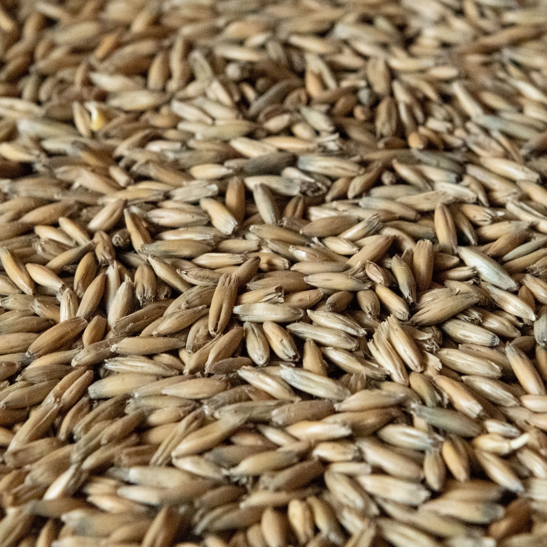 Rahr Malted Oats 1 oz. - The Cellar LLC