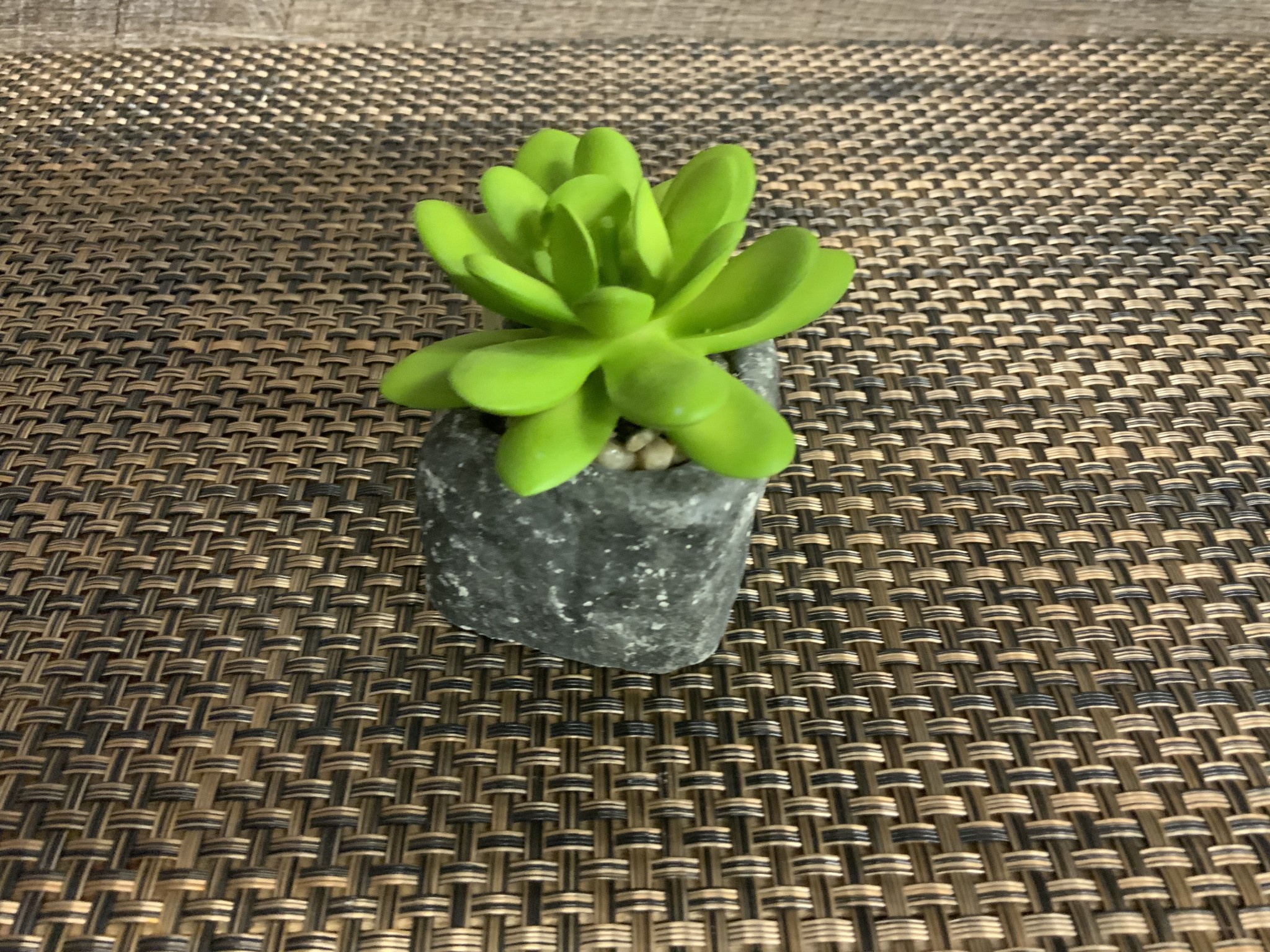 Short Succulent in Square Pot - Evelie Blu Boutique