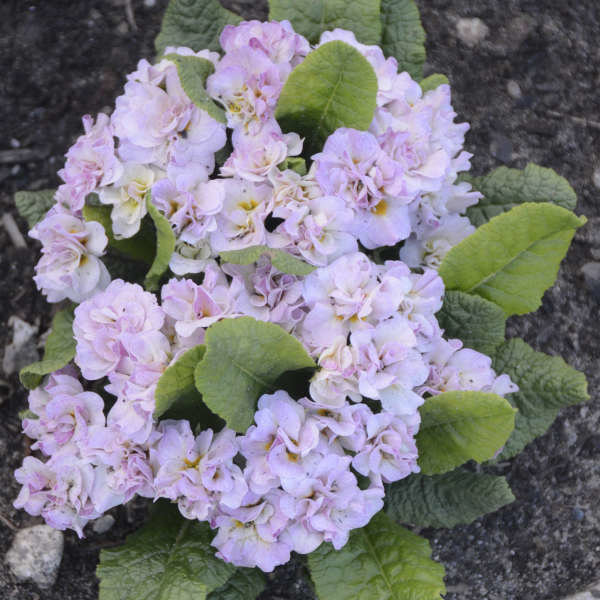 Sandhill Nursery • Huntsville Garden Centre, Landscaping, Online ...