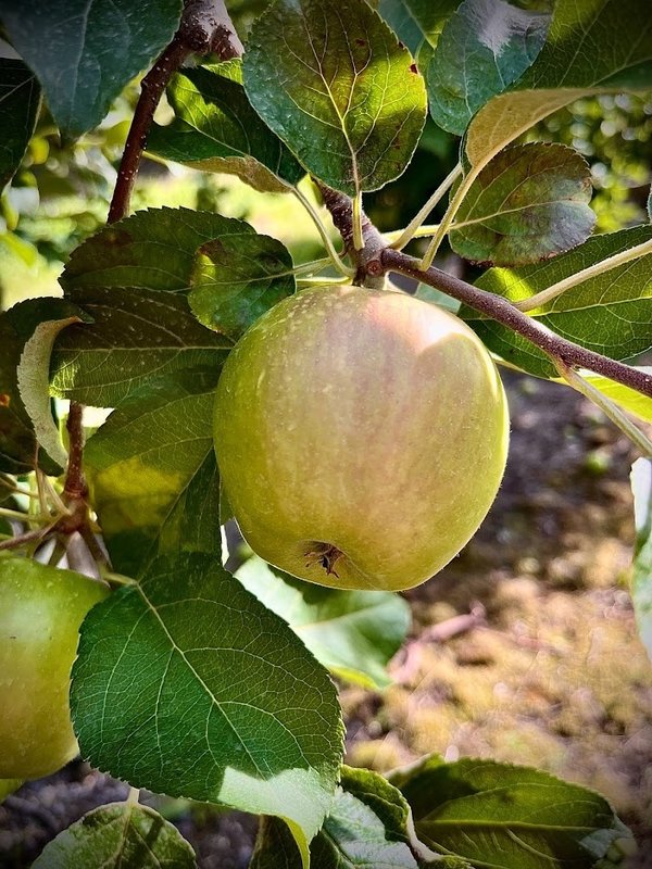 Homepage - Campbell's Orchards - Campbells Orchards