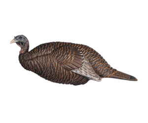 FLEXTONE THUNDER CHICK BREEDER