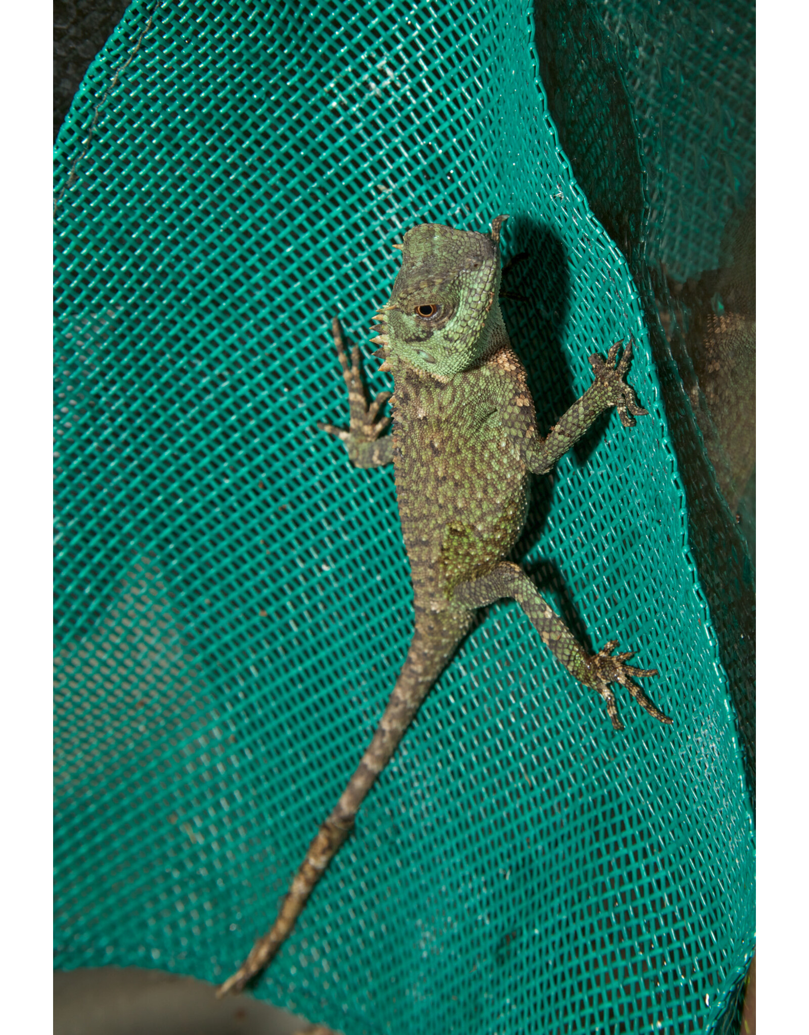 Lizard Ladder - Snake Discovery