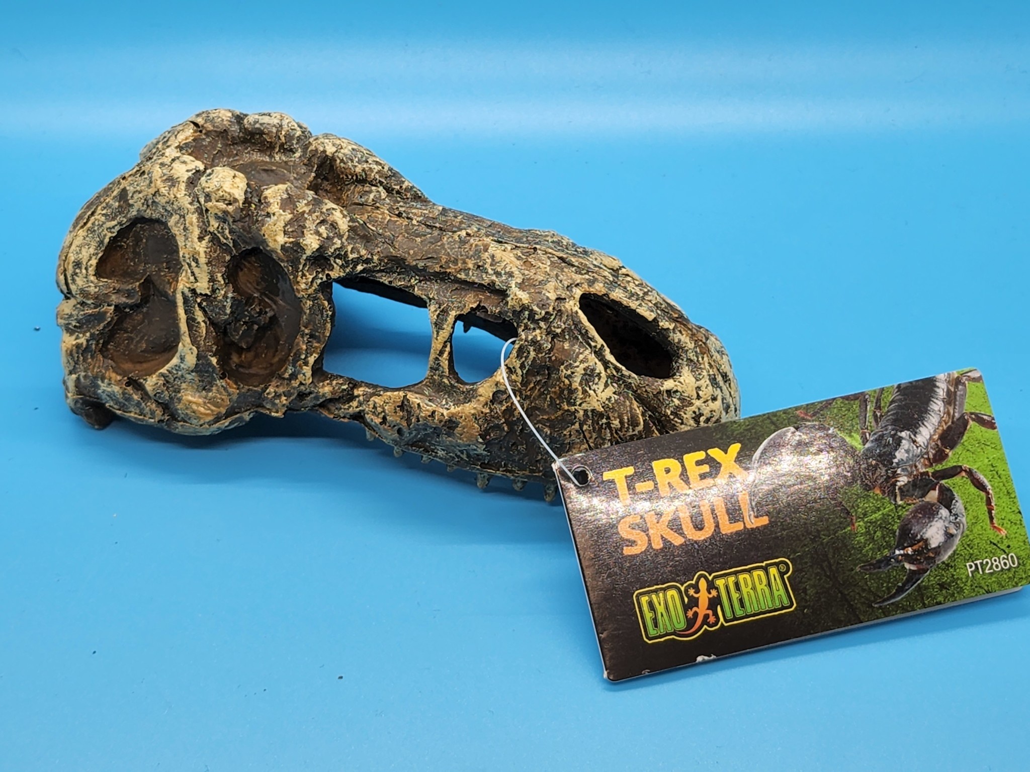 Exo Terra T-Rex Skull ( UPC 8602 ) - Snake Discovery