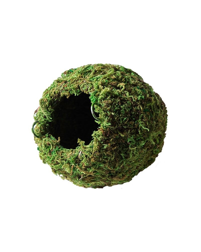 Galapagos Green Mossy Cave 6" - Snake Discovery