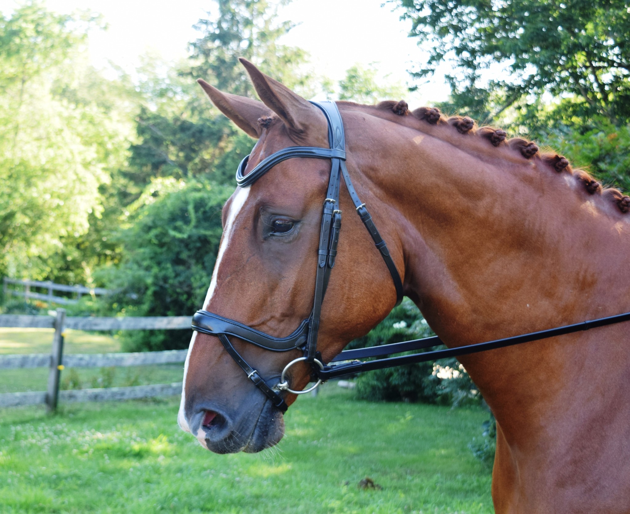 Red Barn Arena Dressage Bridle Brown With Black Padding Full - Franklin ...
