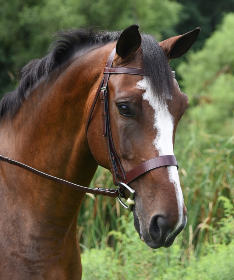 Black Oak Foxtrot Hunt Bridle Cob - Franklin Saddlery