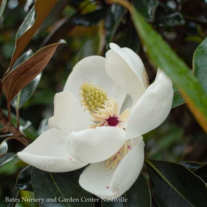 Dwarf White Magnolia Tree
