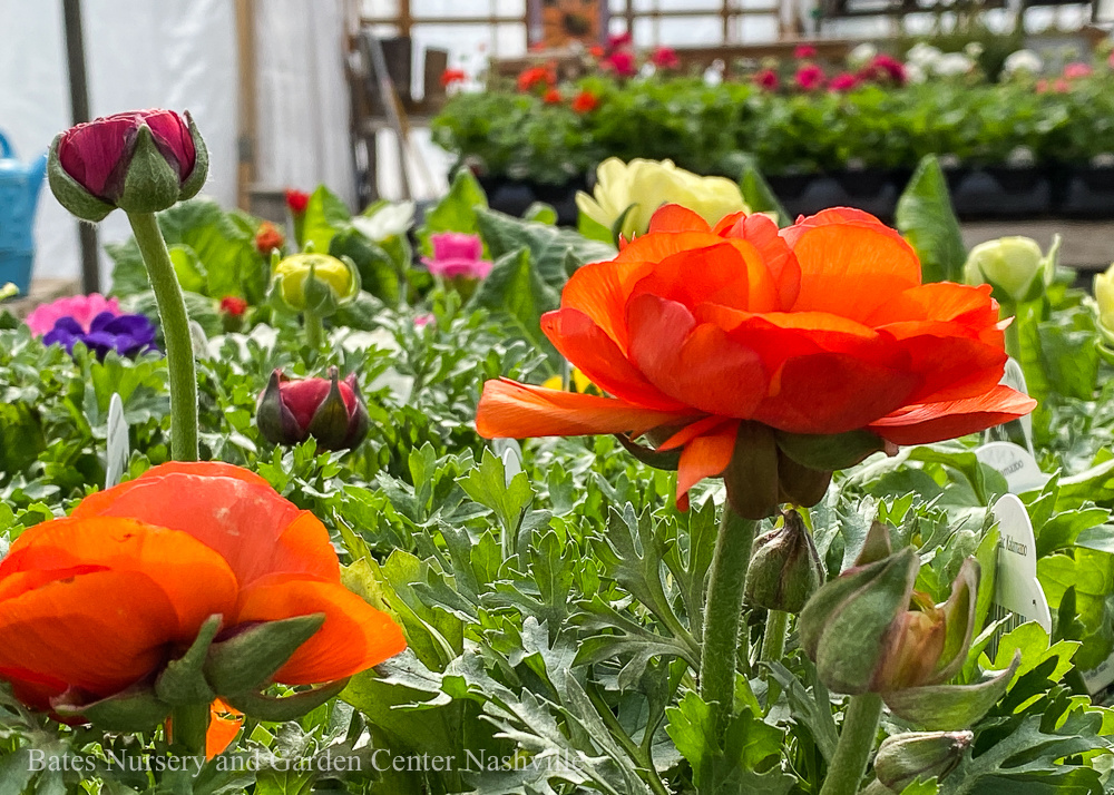 Bates Nursery & Garden Center - Bates Nursery & Garden Center
