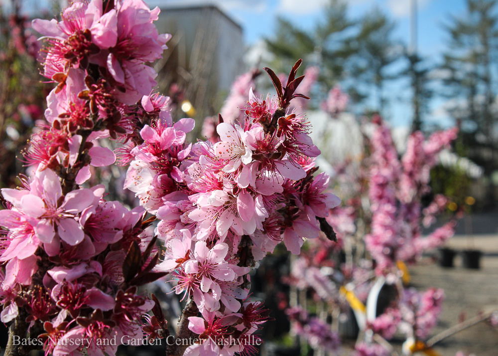 Bates Nursery & Garden Center - Bates Nursery & Garden Center