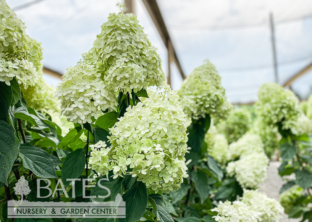 Bates Nursery & Garden Center - Bates Nursery & Garden Center