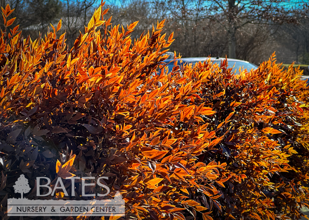 Bates Nursery & Garden Center - Bates Nursery & Garden Center