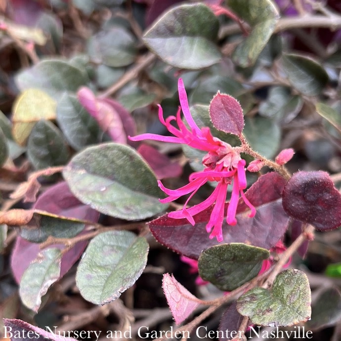 Crimson Fire Loropetalum