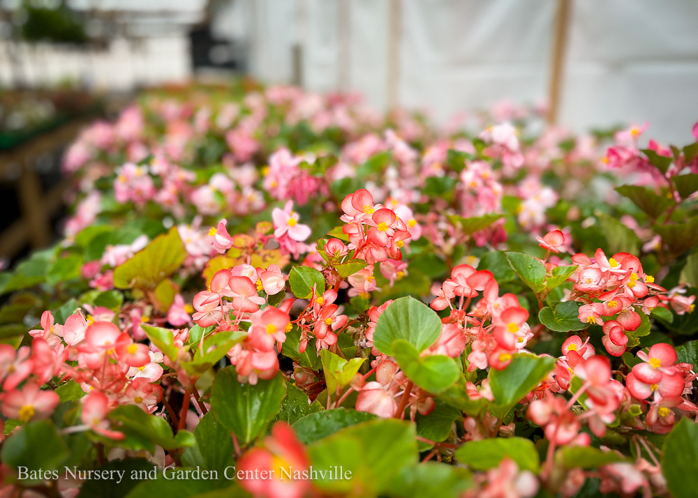 Bates Nursery & Garden Center - Bates Nursery & Garden Center
